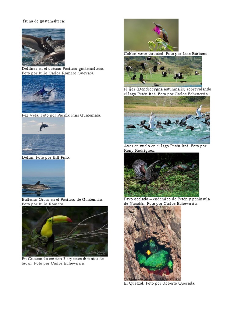 Fauna de | PDF | Departamento de Petén | Guatemala