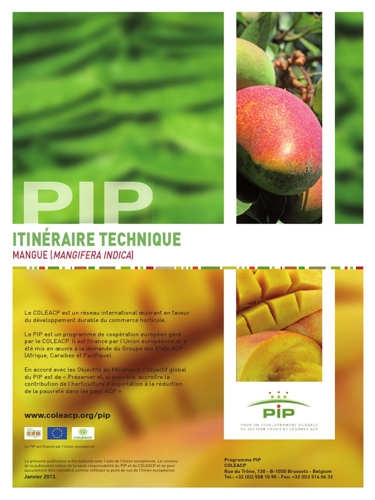 Itinéraire Technique pour la Mangue | PDF | Greffe (botanique) | Mangue