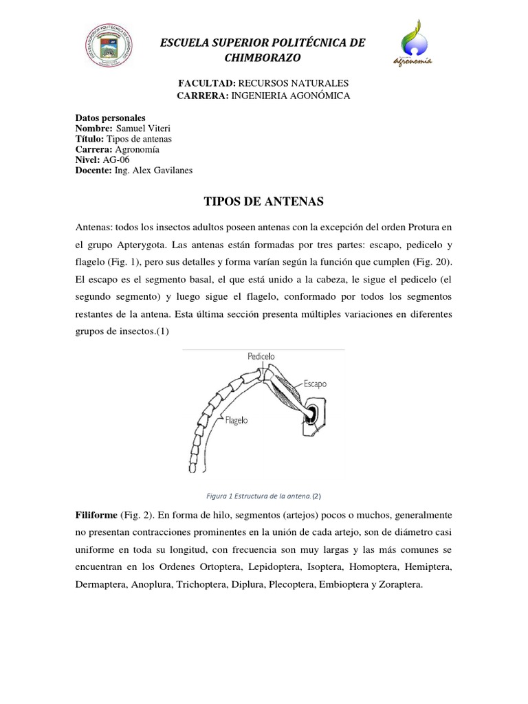 Tipos de Antenas | PDF | Insectos y humanos | Zoología