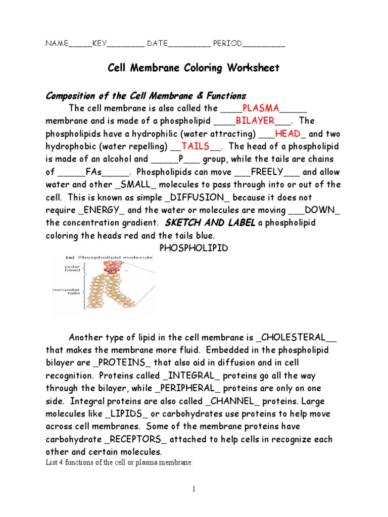 Cell Membrane Coloring Worksheet With ANSWERS | PDF | Phospholipid ...