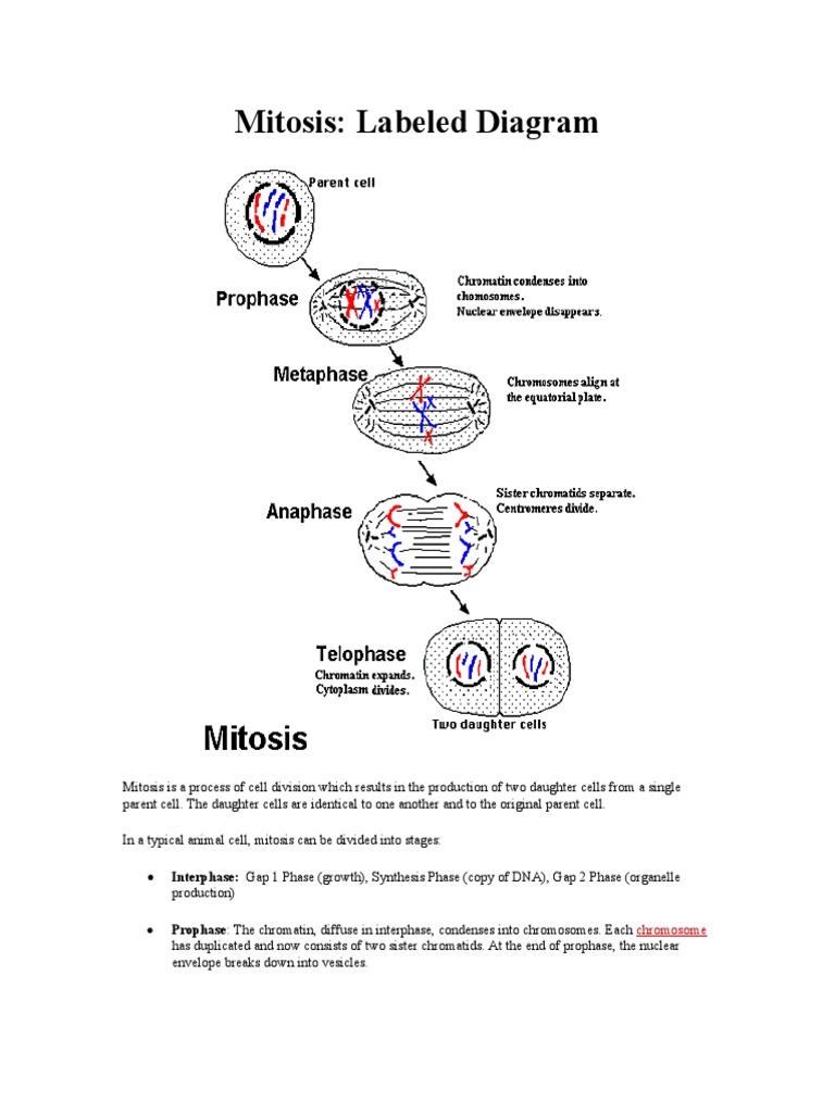 Mitosis Diagram