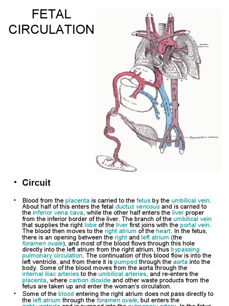 Neonatal Care2 | PDF | Fetus | Circulatory System