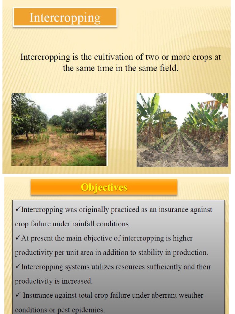 Intercropping | PDF | Legume | Agriculture