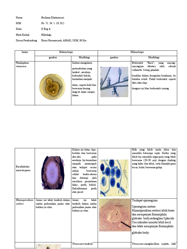 Laporan Praktikum Mikologi tentang Karakteristik Makroskopis dan Mikroskopis Beberapa Jenis ...