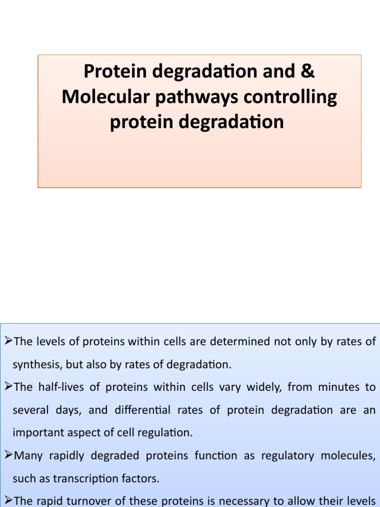 Protein Degradation, Molecular Pathways | PDF | Ubiquitin | Proteolysis
