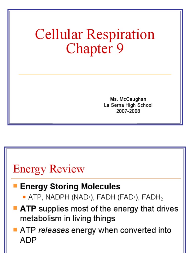 Cellular Respiration Overview for Grade 8 | PDF | Cellular Respiration ...