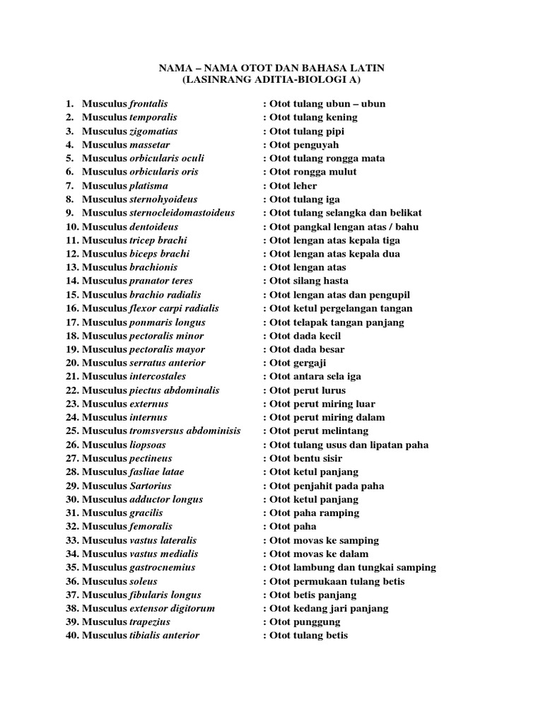 Latin Names and Functions of Muscles | PDF