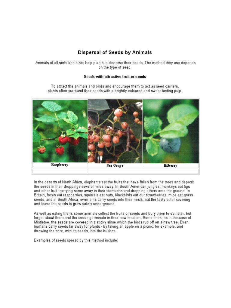 Animal Seed Dispersal Methods | PDF | Seed | Artichoke