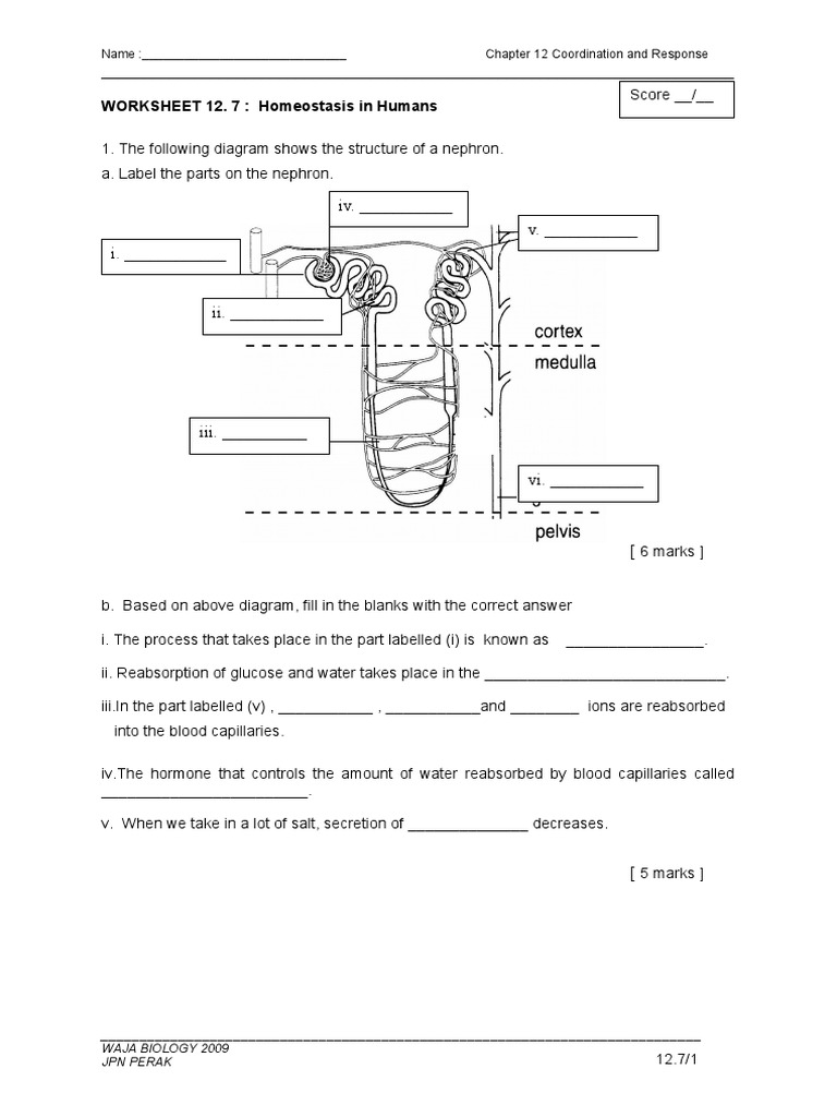 Homeostasis and Nephron Function Worksheet | PDF | Anatomy | Organ ...