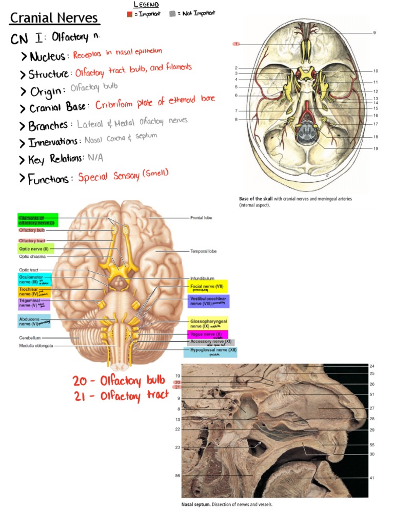 Cranial Nerves Overview | PDF | Face | Nervous System