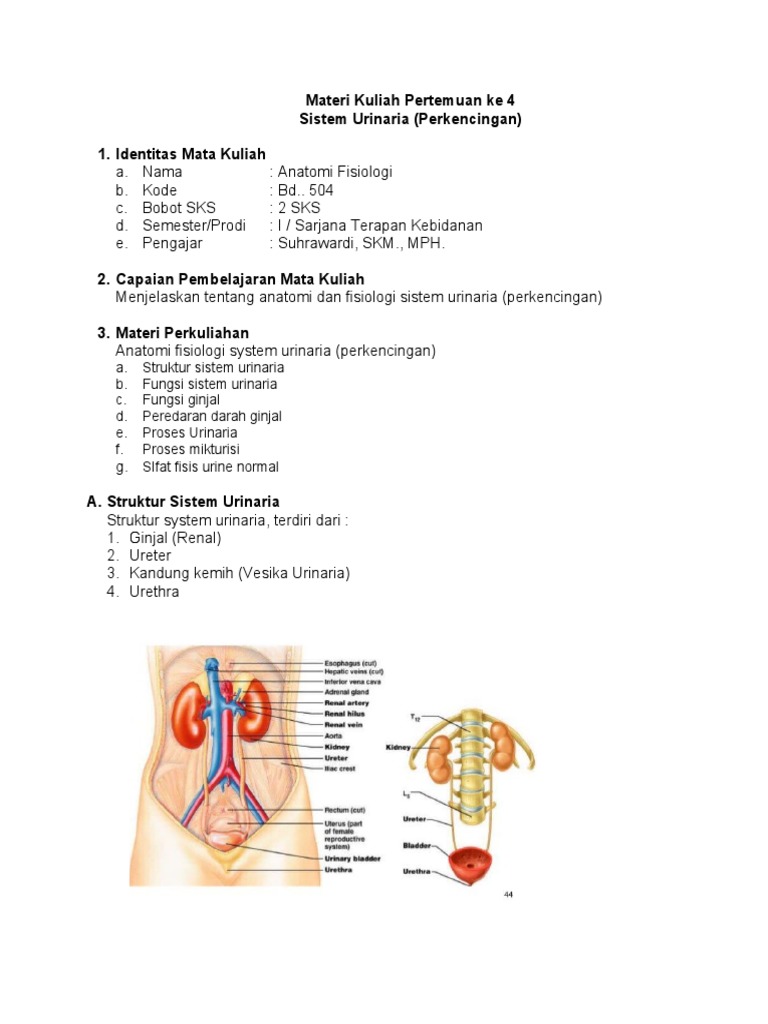 Materi Sistem Perkemihan | PDF