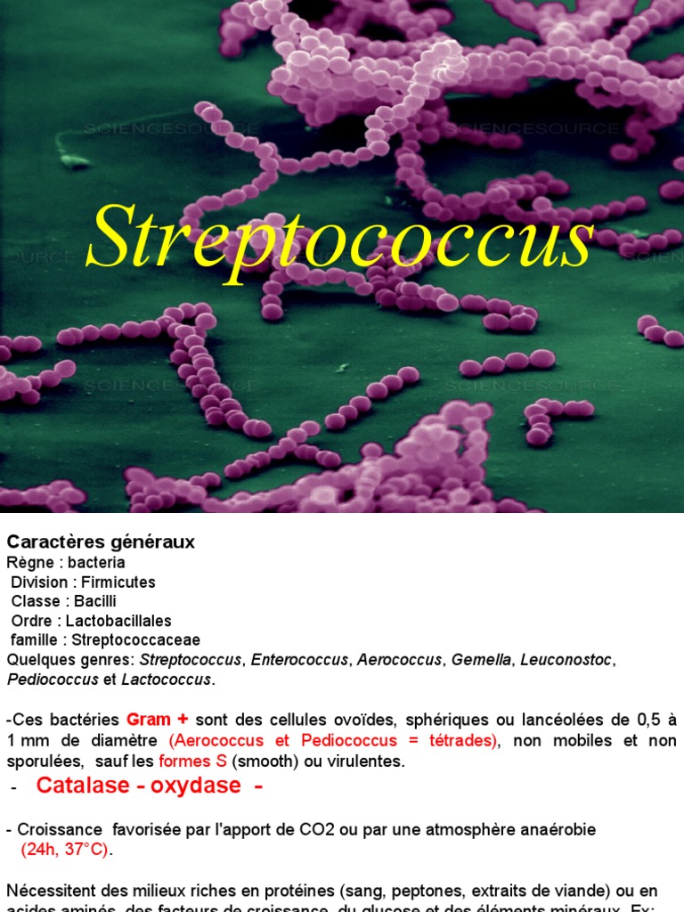 Streptococcus PPT NATECHE 2020 | PDF | Streptocoque | Biologie