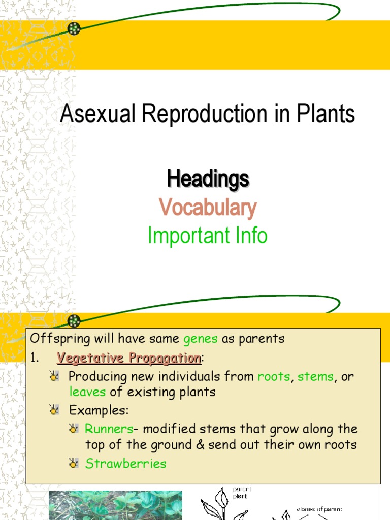 Asexual Plant Reproduction Methods | PDF | Plants | Biology