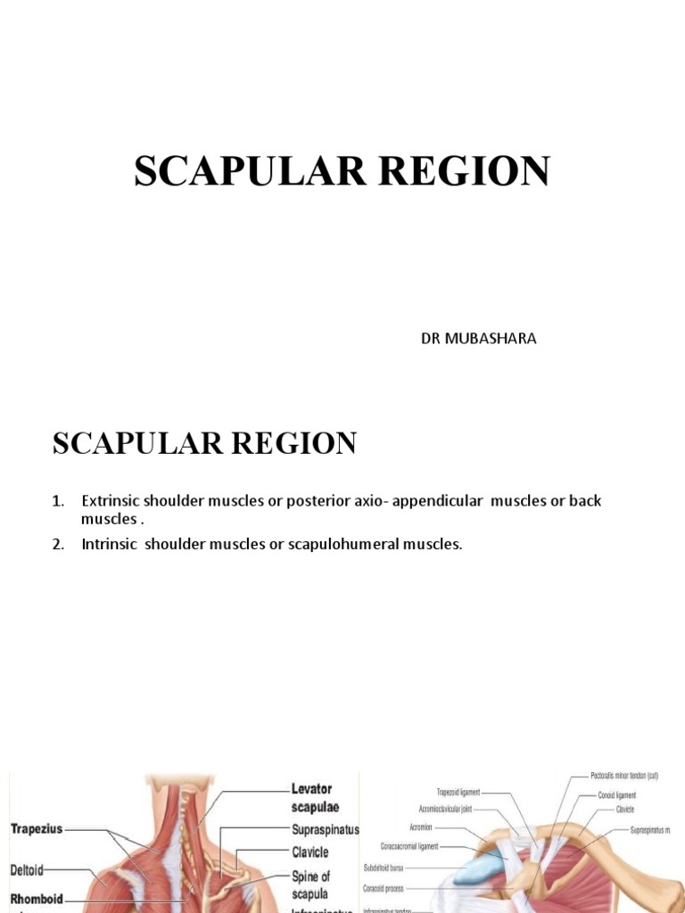 Muscles of Scapular Region | PDF | Musculoskeletal System | Anatomy