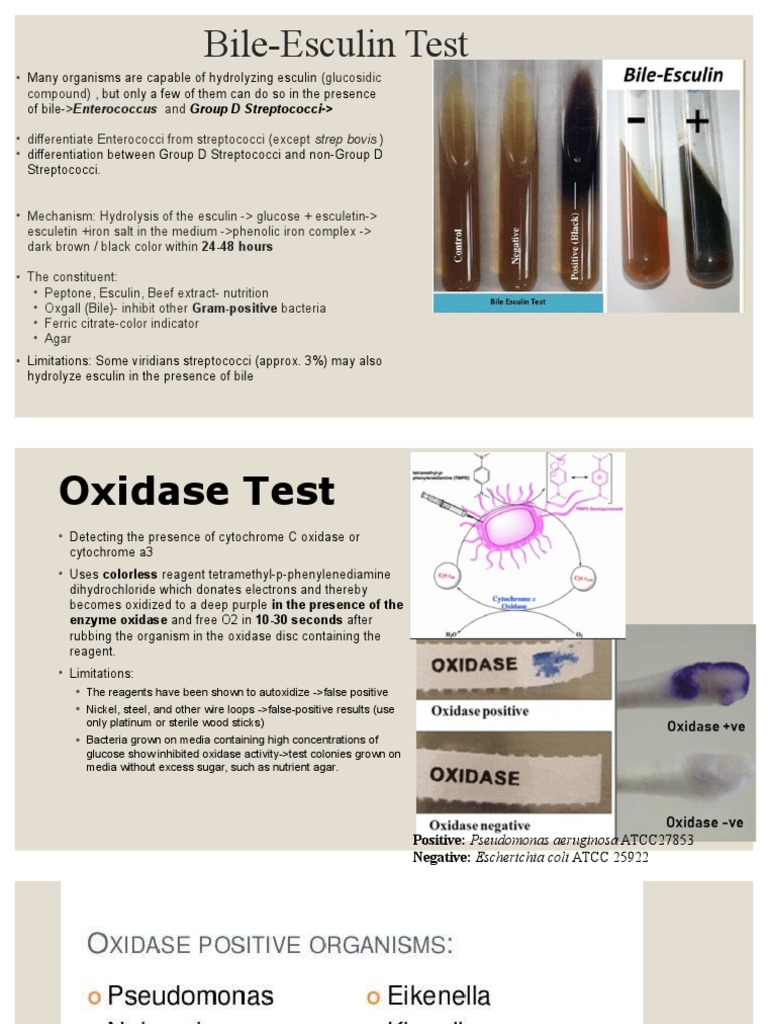 Bile-Esculin Test: Group D Streptococci | PDF | Science & Mathematics