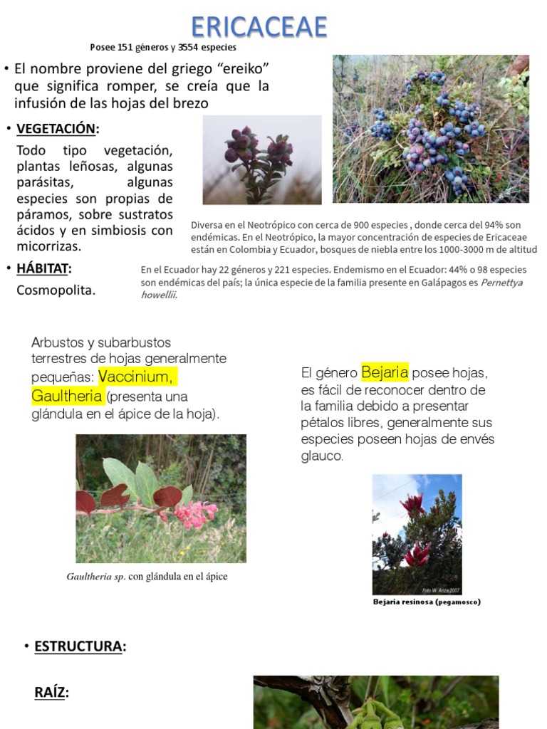 ERICACEAE | PDF | Hoja | Ramas de la botánica