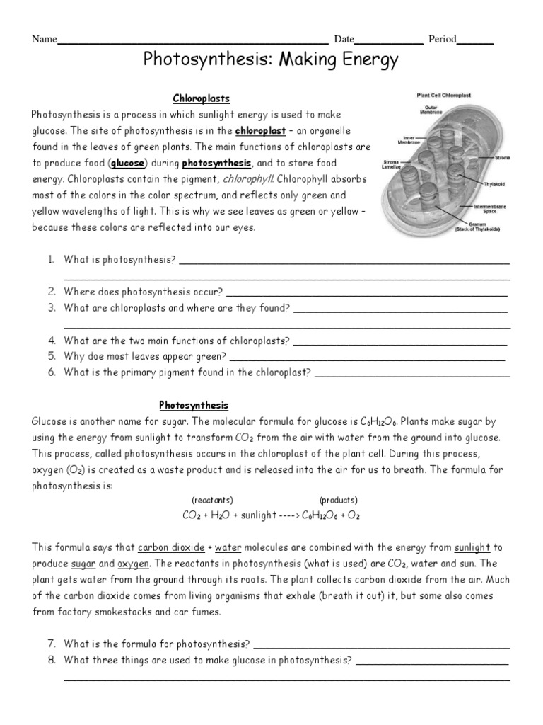 Photosynthesis: Making Energy Worksheet | PDF | Photosynthesis ...