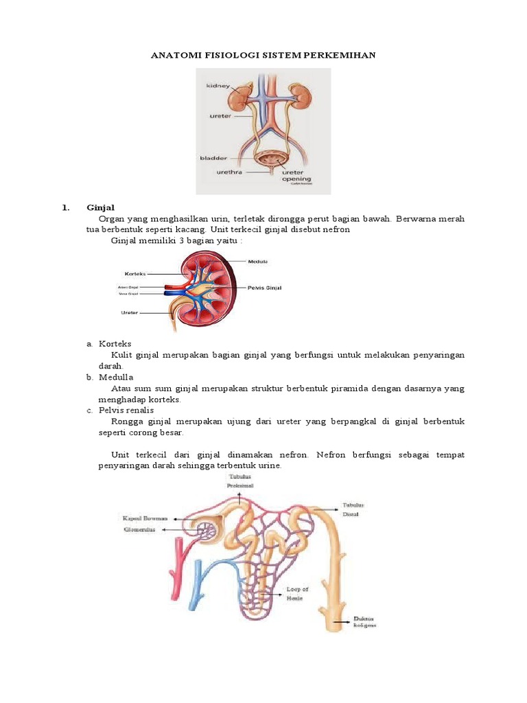 Anatomis dan Fisiologi Sistem Perkemihan | PDF