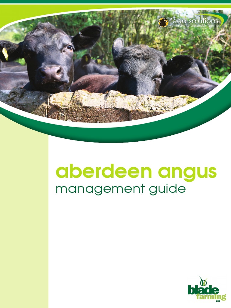 Aberdeen Angus Management Guide | PDF | Calf | Cattle