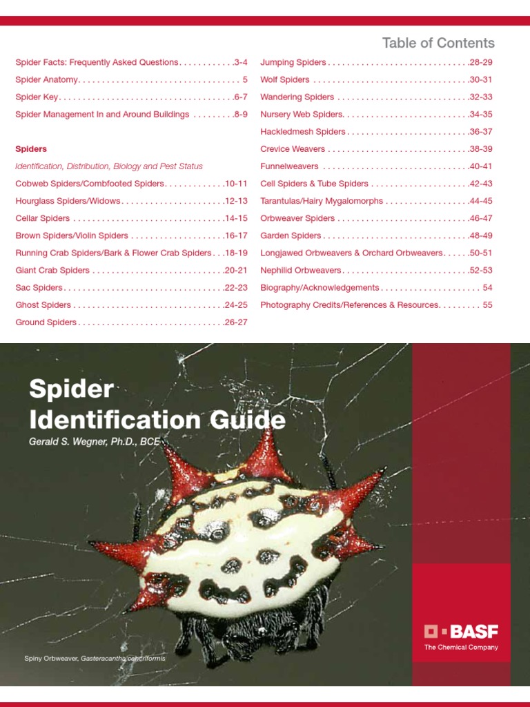 Spider-Identification Guide | Download Free PDF | Spider | Nature