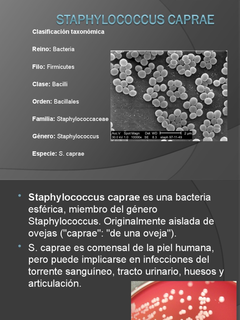 Staphylococcus Caprae | PDF | Las bacterias | Biología Celular)