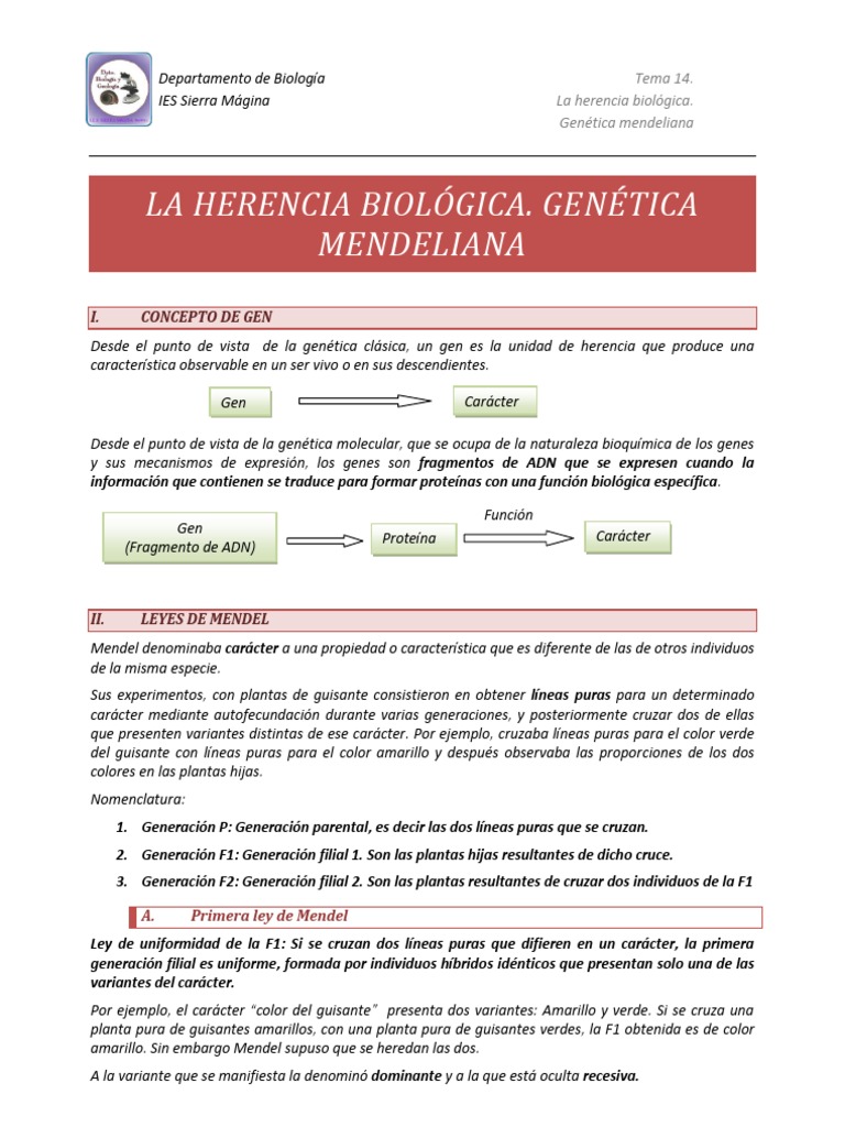 Apuntes Genetica Mendeliana | PDF | Dominancia (Genética) | Gene