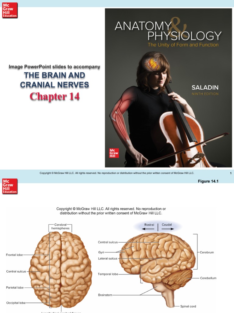 Unit I - The Brain & Cranial Nerves - Powerpoint Slides | PDF | All Rights Reserved ...