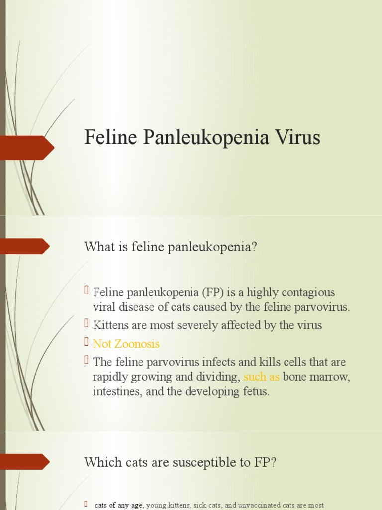 Feline Panleukopenia Virus | PDF | Virology | Infection