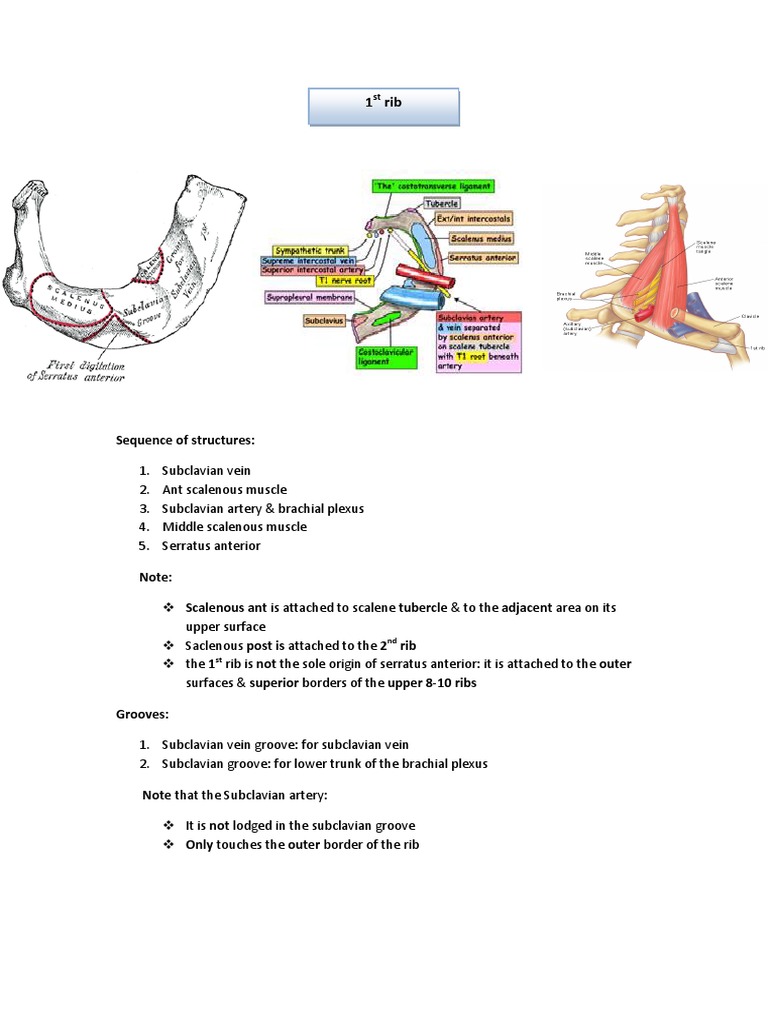 1st Rib | PDF