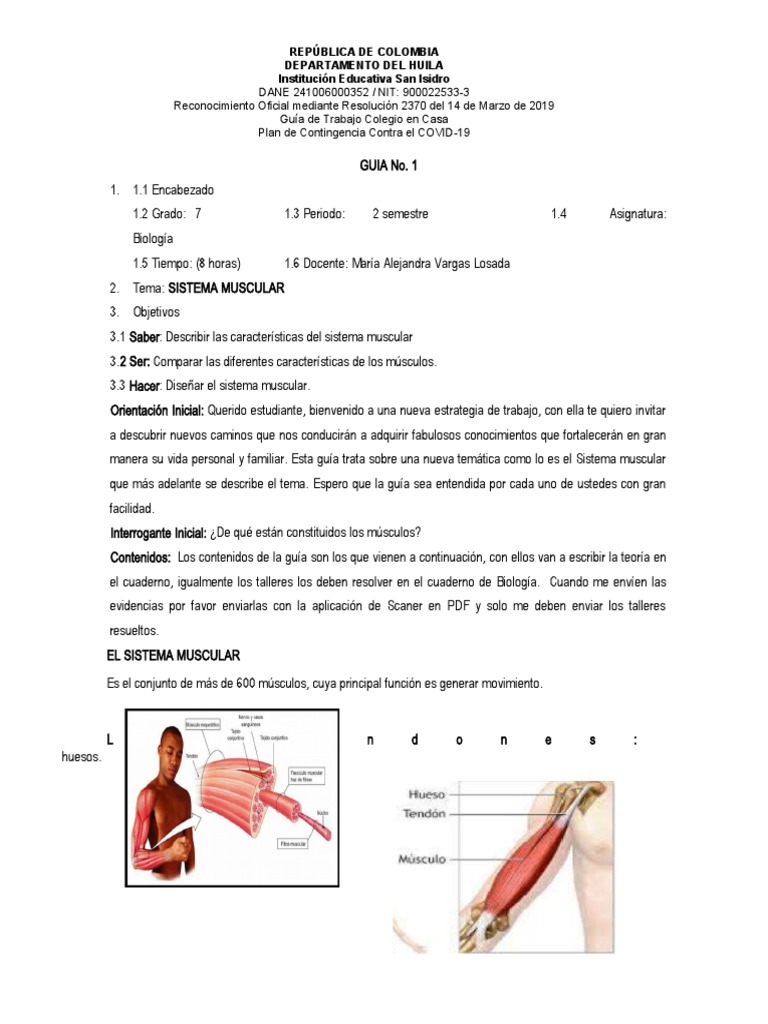 GUÍA 1. 7. Sistema Muscular | PDF | Músculo | Anatomía