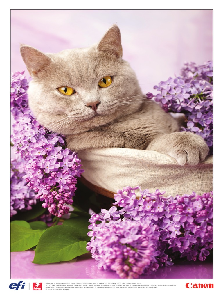 Fiery F200 G100 Cat Poster 11x17 | PDF | Business