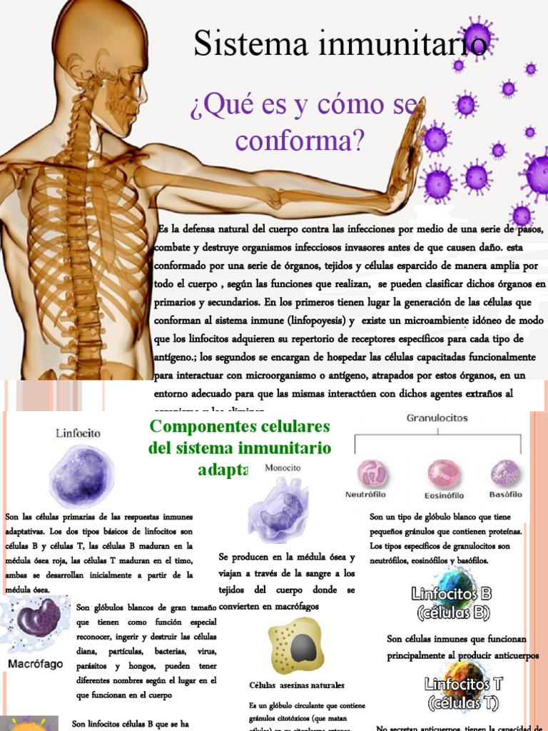 Infografia Sistema Inmunitario | PDF | Sistema inmune | Linfocitos