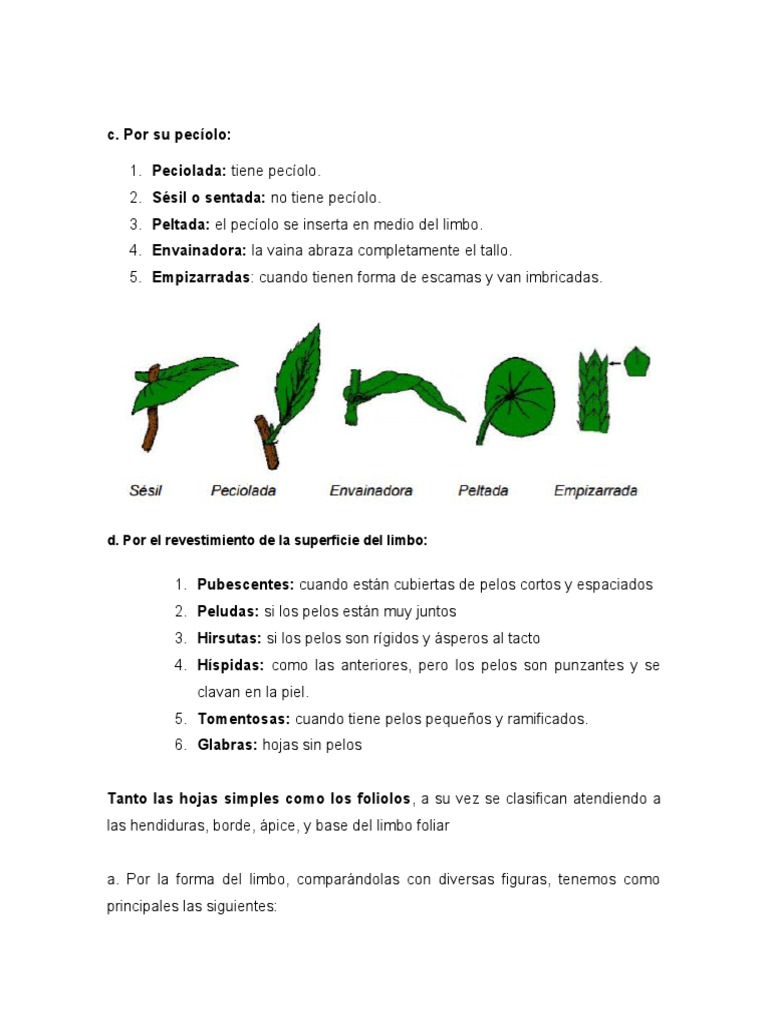 C. Por Su Pecíolo:: D. Por El Revestimiento de La Superficie Del Limbo ...