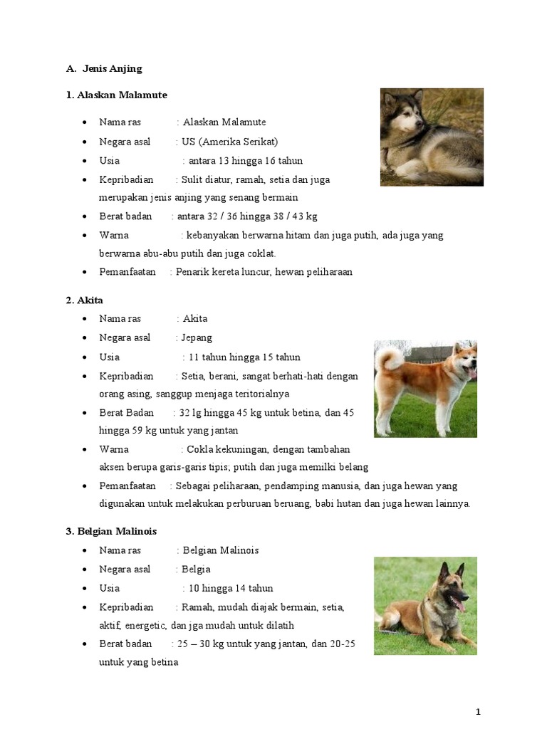 Manajemen Perkandangan Dan Kesehatan Anjing | PDF