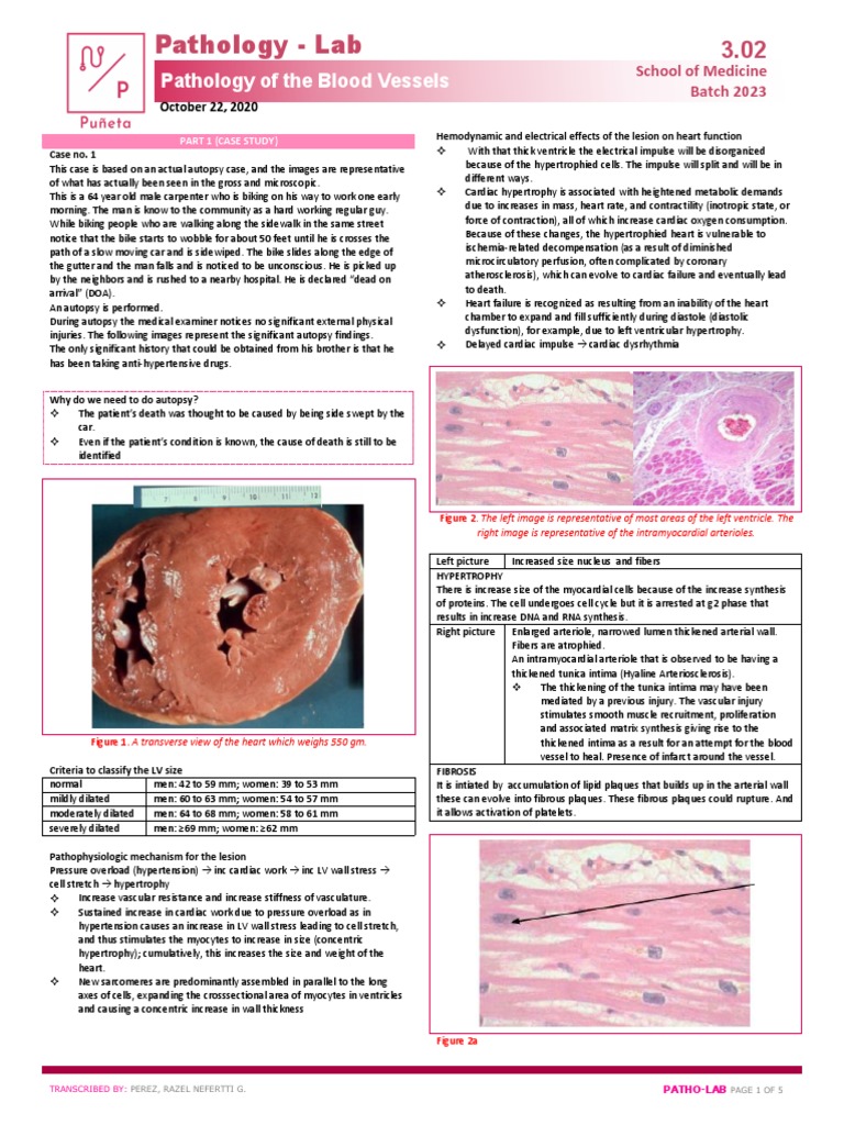 Pathology - Lab: Pathology of The Blood Vessels | PDF | Atheroma ...