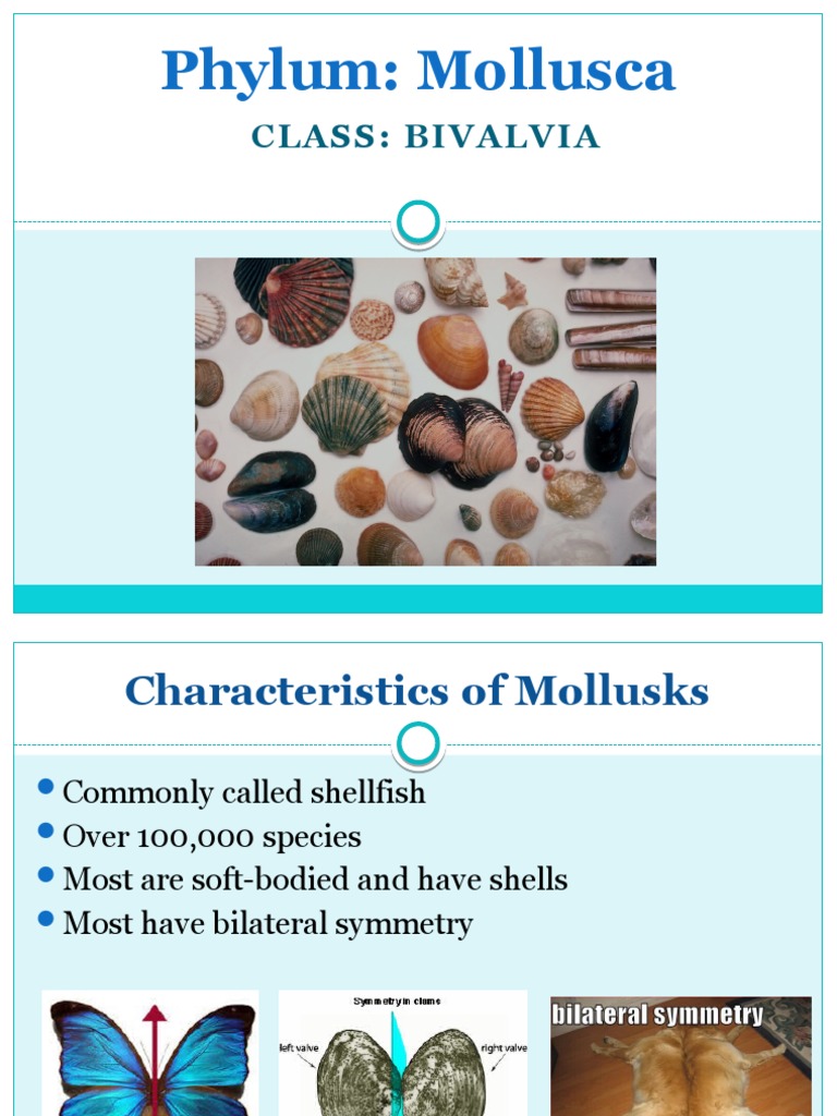 Phylum: Mollusca: Class: Bivalvia | PDF | Bivalvia | Mollusca