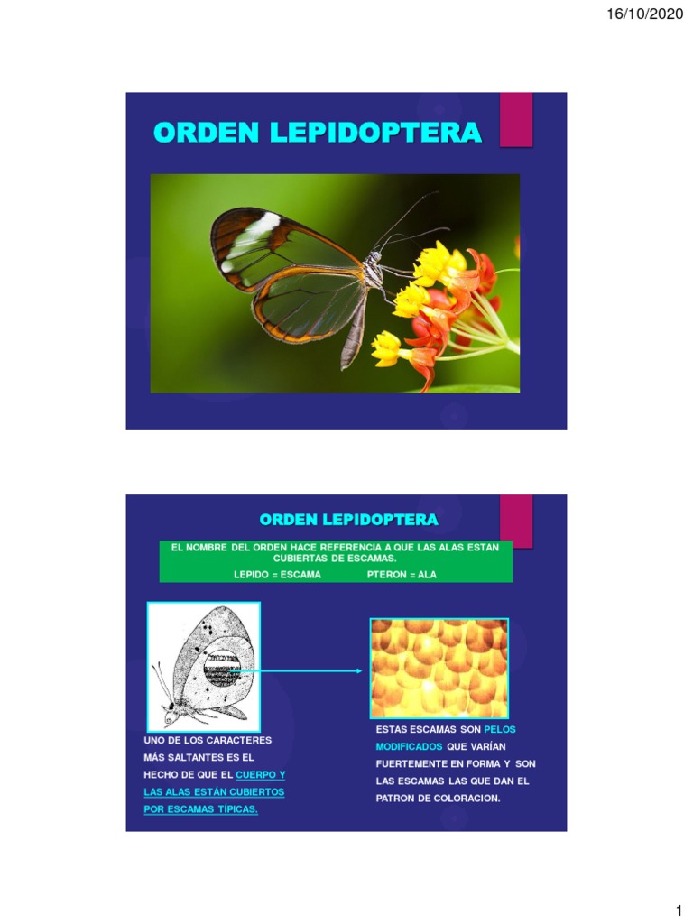 Características generales del orden Lepidoptera | PDF | Polilla | Lepidópteros