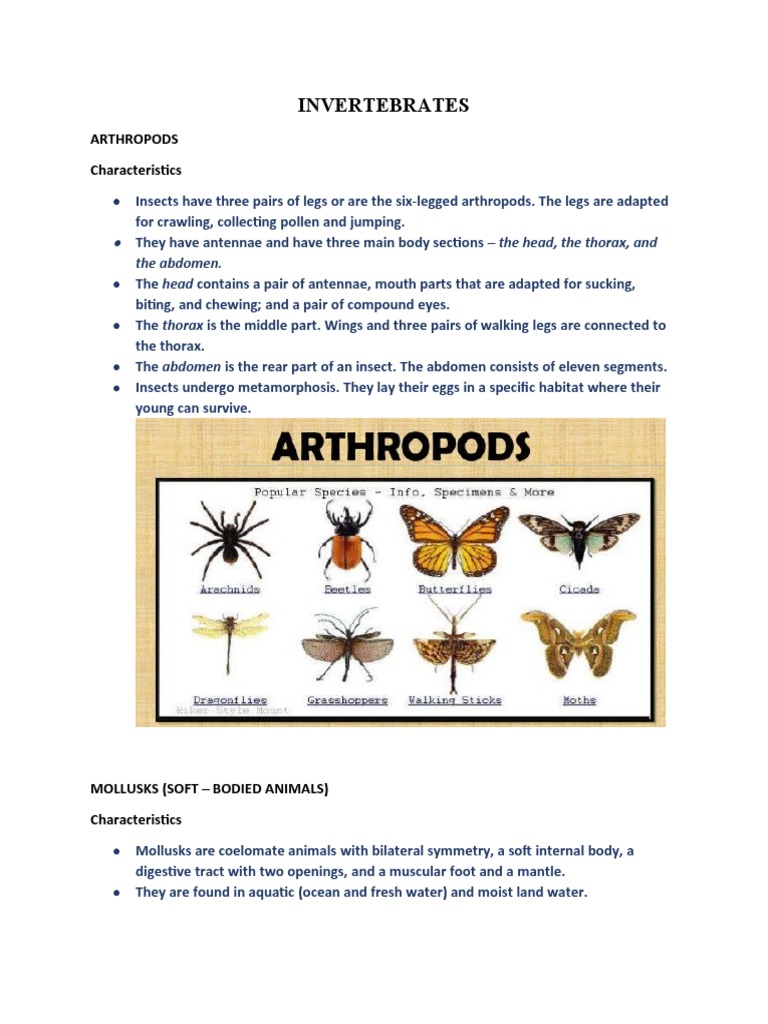Invertebrates Arthropods