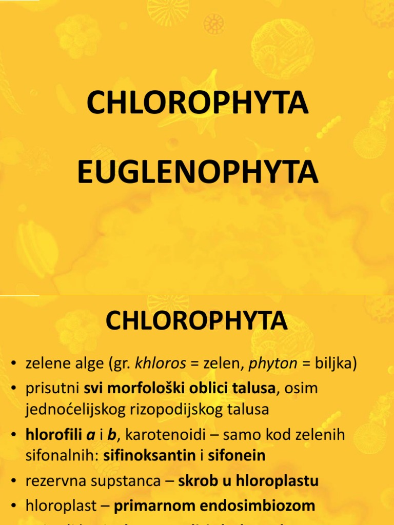 Chlorophyta Euglenophyta Biobgacrsmaterijalikorisnika7 Predavanje ...