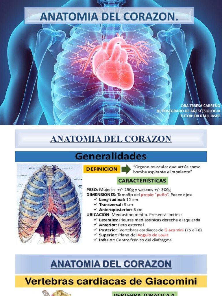 Anatomía y ubicación del corazón | PDF