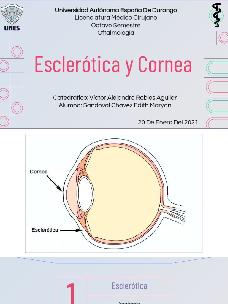 Esclerotica y Cornea | PDF | Córnea | Anatomía