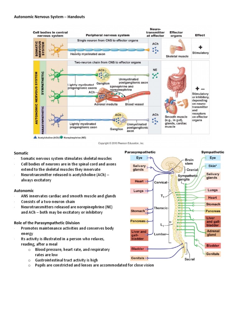 Autonomic Nervous System Overview | PDF | Acetylcholine | Autonomic ...