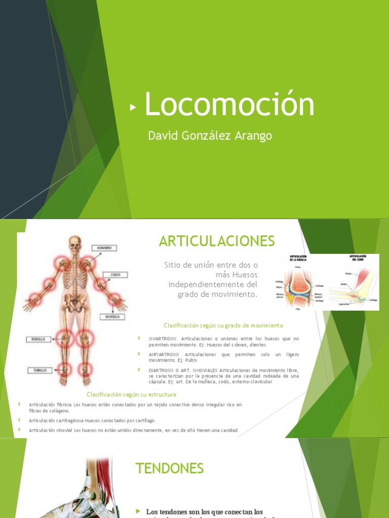 Locomoción | PDF | Articulación | Anatomía