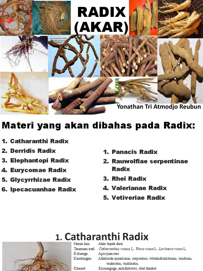 Radix | PDF