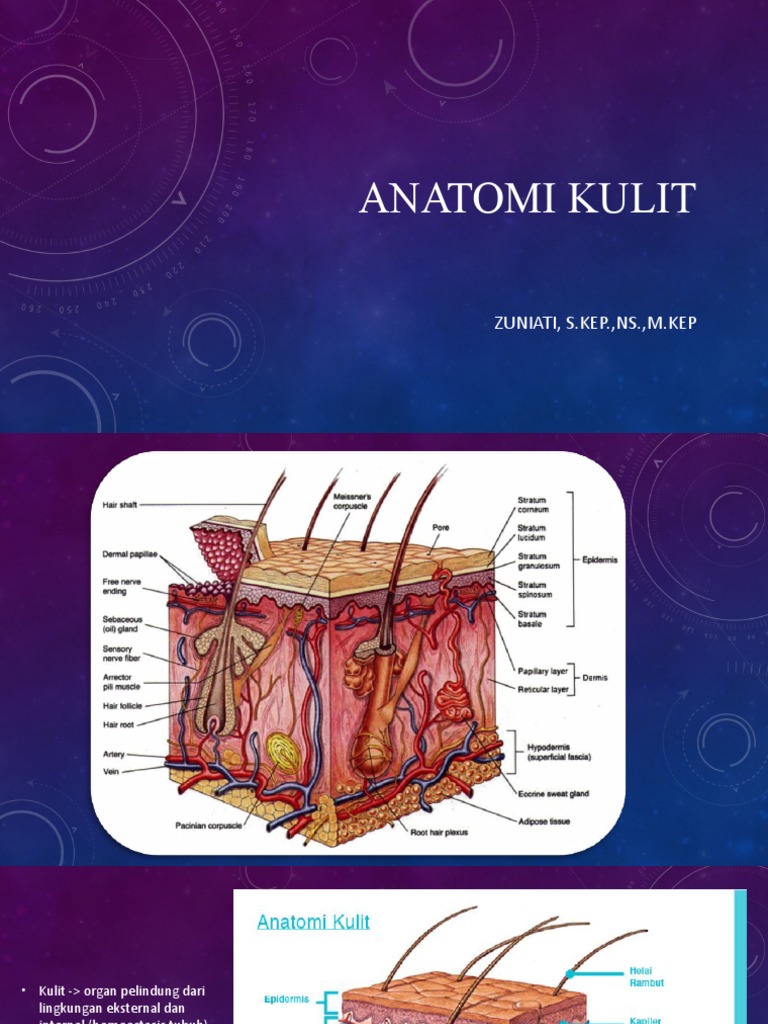 Anatomi Kulit | PDF