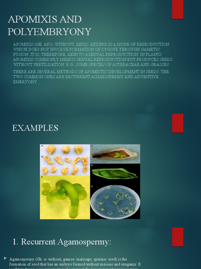 Apomixis and Polyembryony | PDF