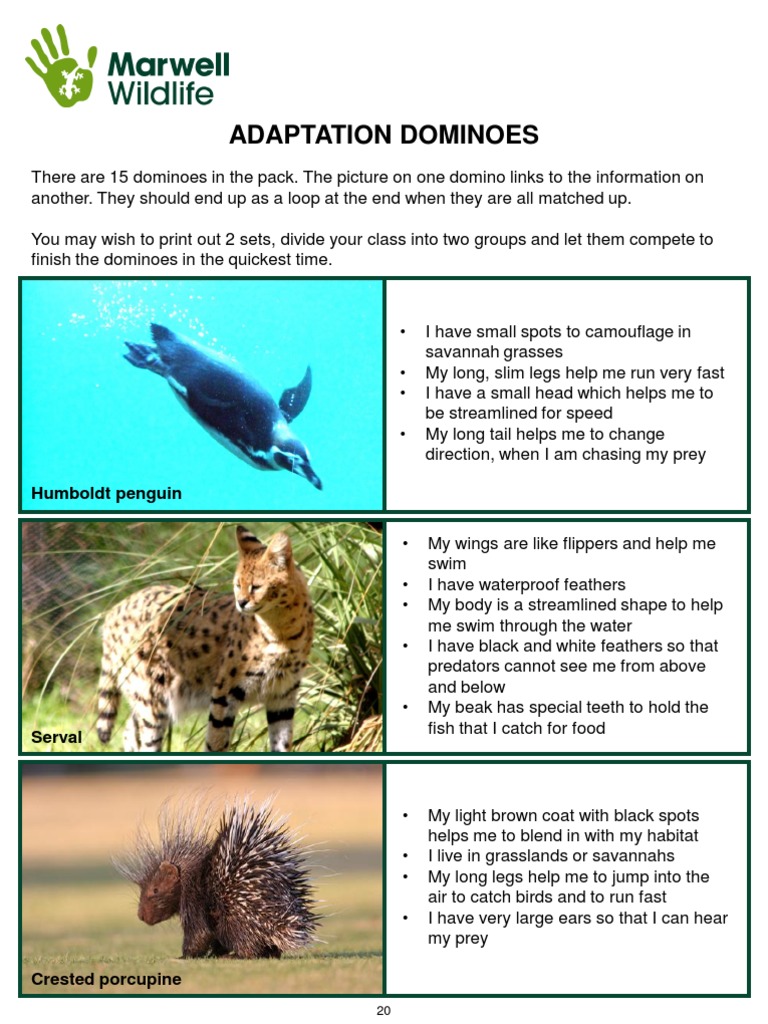 ADAPTATIONS DOMINOES & Habitats | PDF | Camouflage | Predation