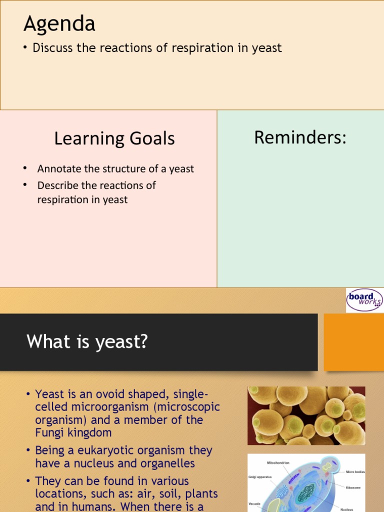 Yeast Respiration for Students | PDF | Cellular Respiration | Enzyme