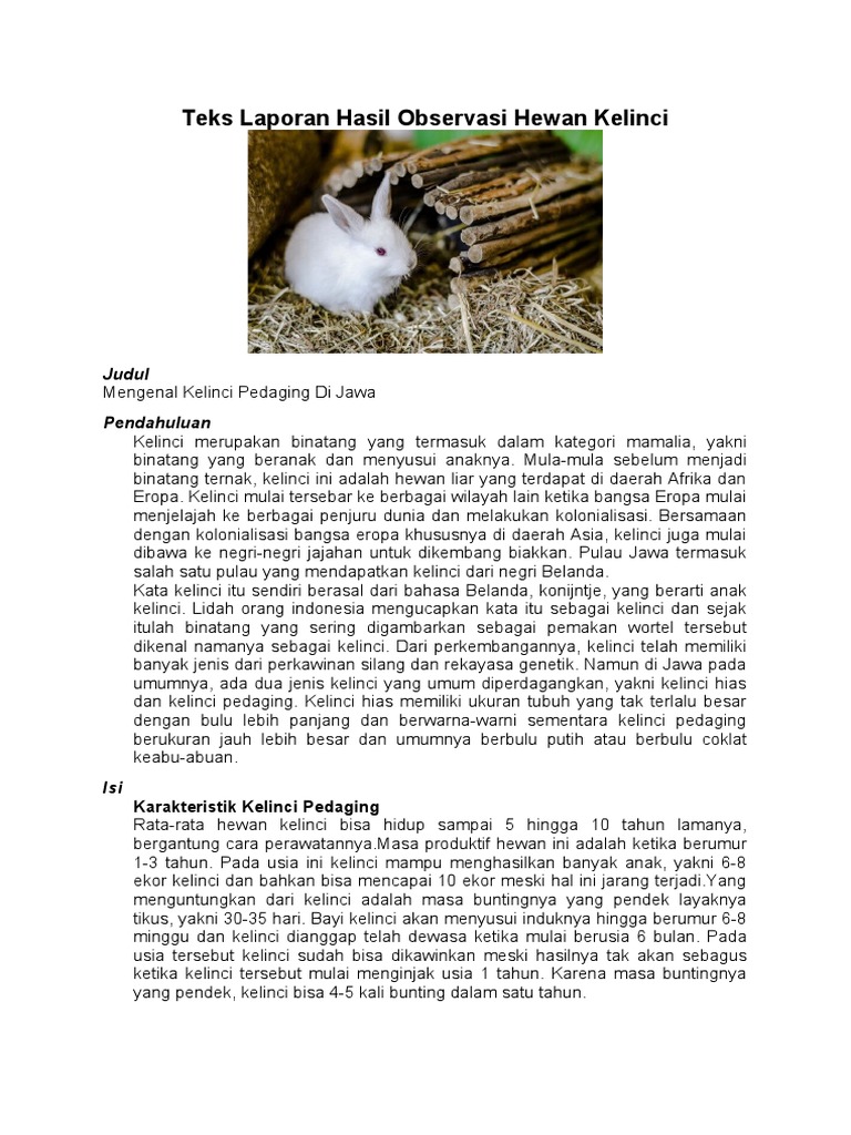 Teks Laporan Hasil Observasi Hewan Kelinci | PDF