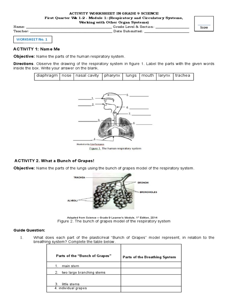 Grade 9 Respiratory System Activities | PDF | Respiratory Tract ...